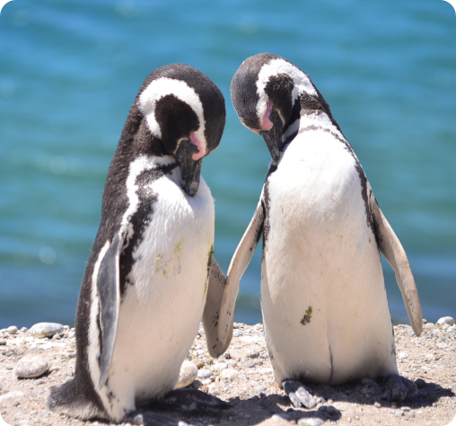 Puerto Madryn - Punta Tombo - Walk with the Penguins (Shared) - Yellow ...